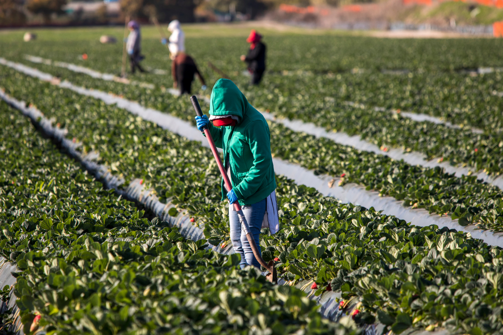 New Regulations Demonstrate H2 Visas Need Real Reform - NumbersUSA