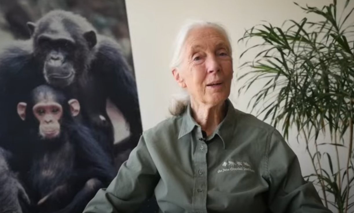 Farewell to Jane Goodall - Population Activist - NumbersUSA